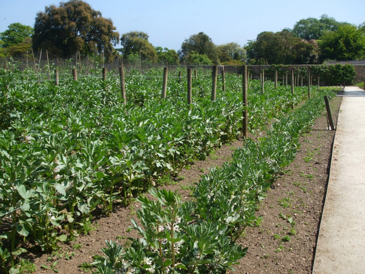 Area of the vegetable plots 1 – Millie Thom