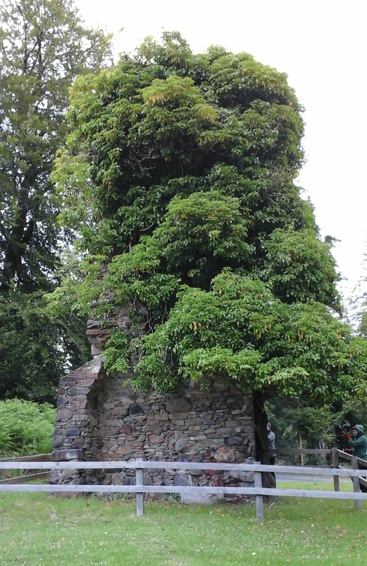 Section of old Achnacarry Castle – Millie Thom